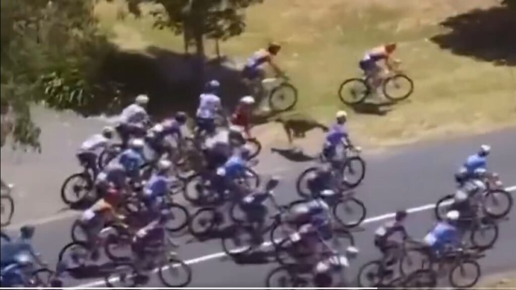 Cyclisme : un wallaby s’exhortation sur la route et acte diminuer les ...